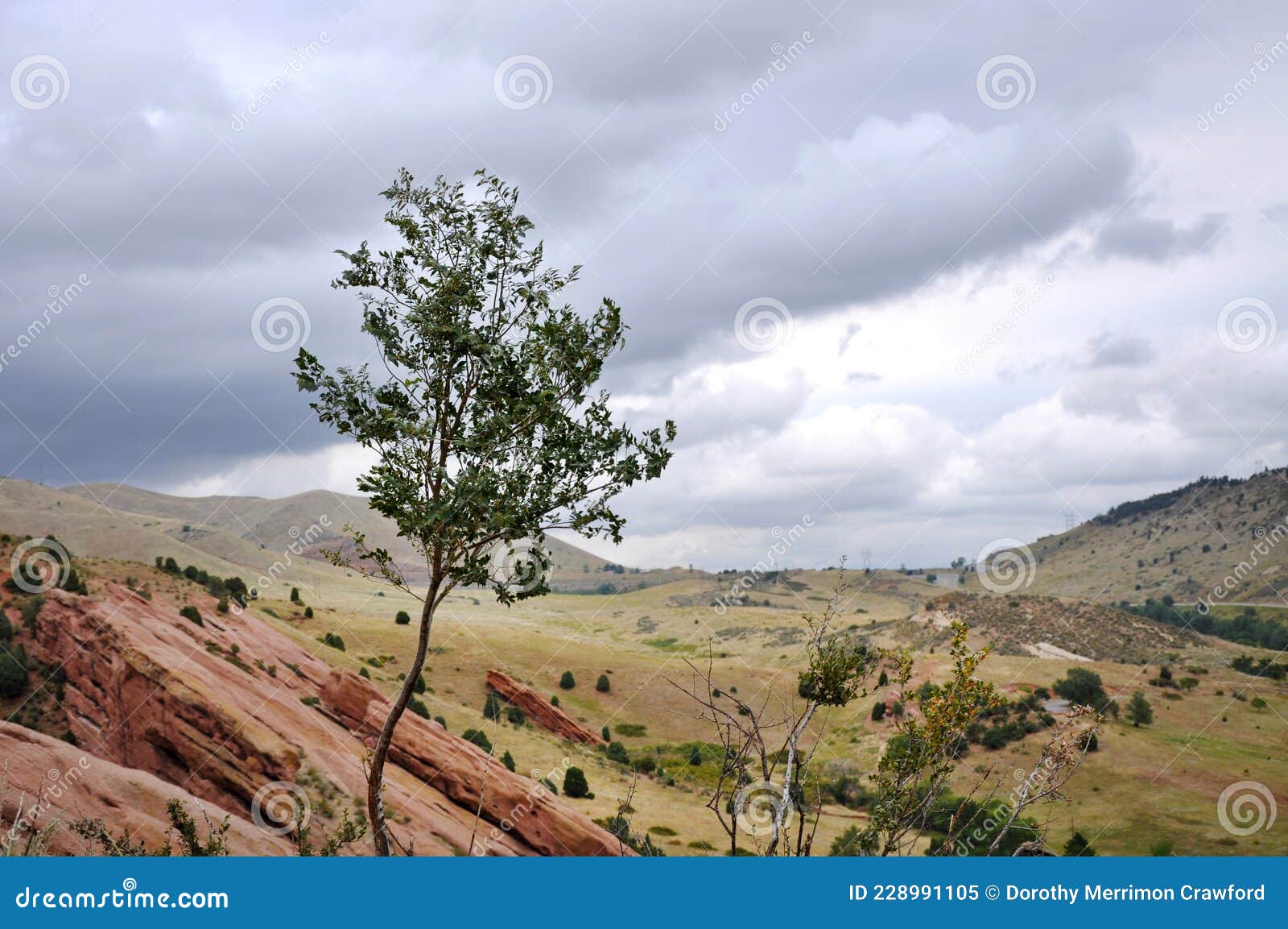 Small Young Tree Moving in Storm Winds Stock Image - Image of field ...