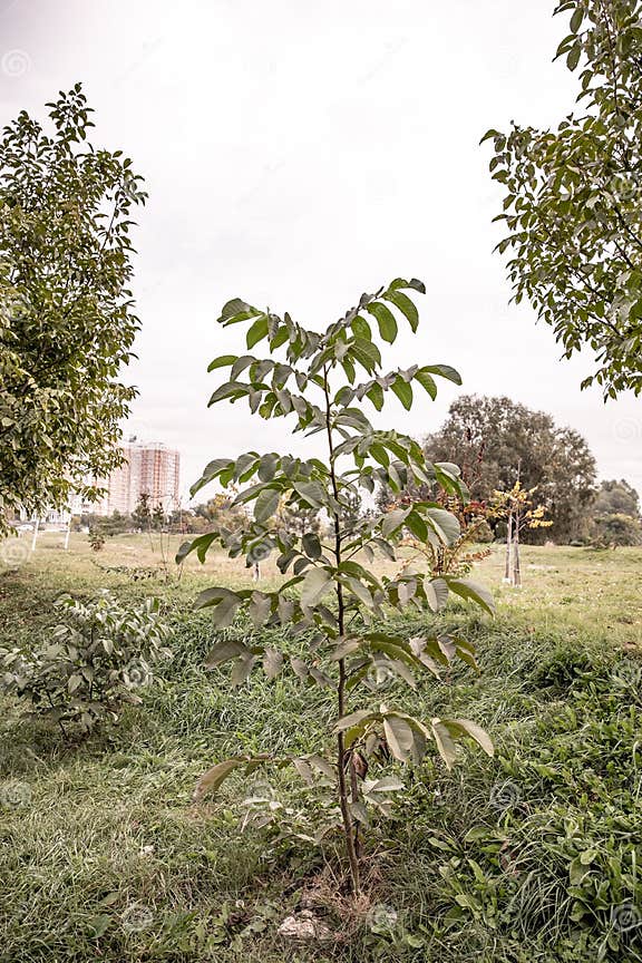 Young Tree. Walnut Tree. Autumn Time Stock Photo - Image of common ...