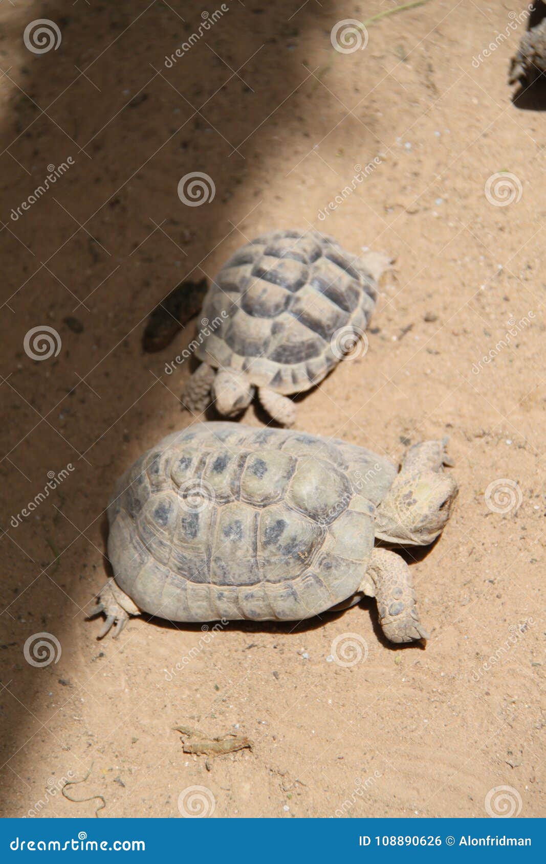 Small Young Turtles stock photo. Image of sand, reptile - 108890626