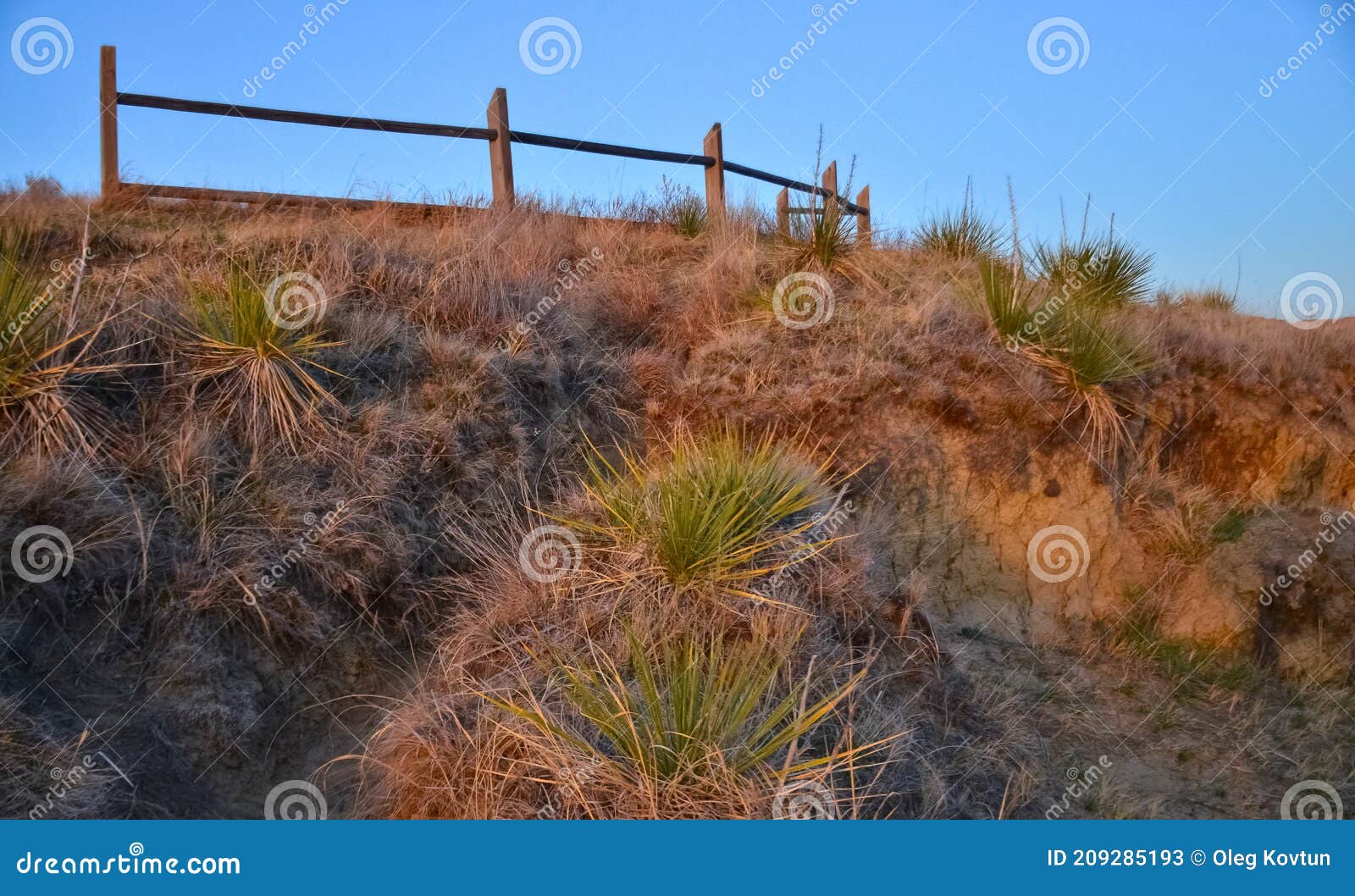 Small Yucca Plants on a Mountainside in the Evening at Sunset. North ...