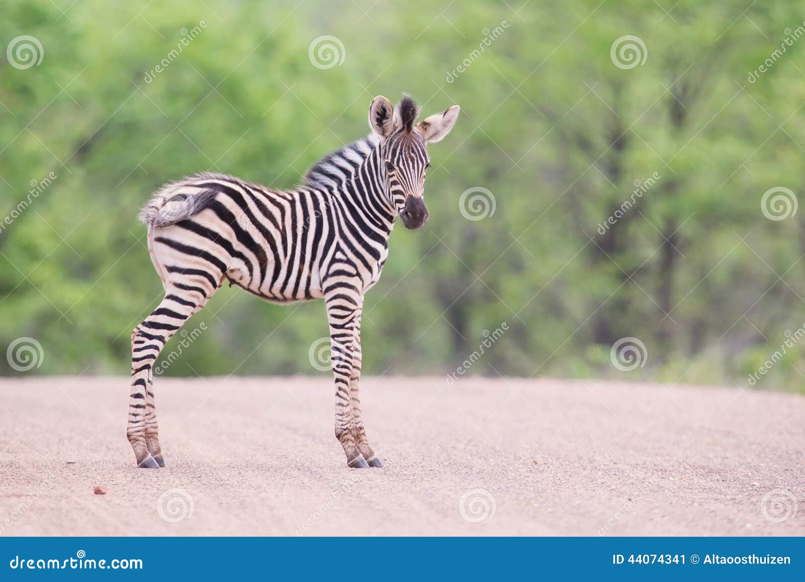 Small Zebra Foal Standing On Road Alone Looking For His Mother Stock ...