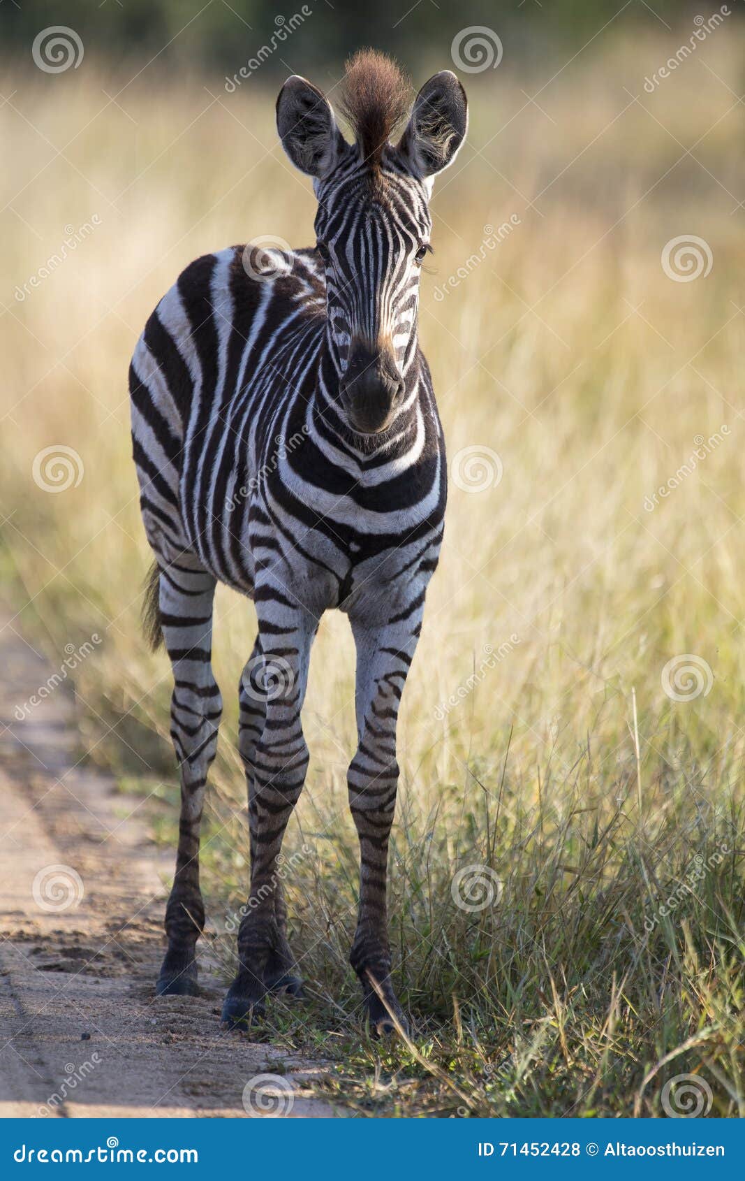 Small Zebra Foal Standing on Road Alone Looking for His Mother Stock ...