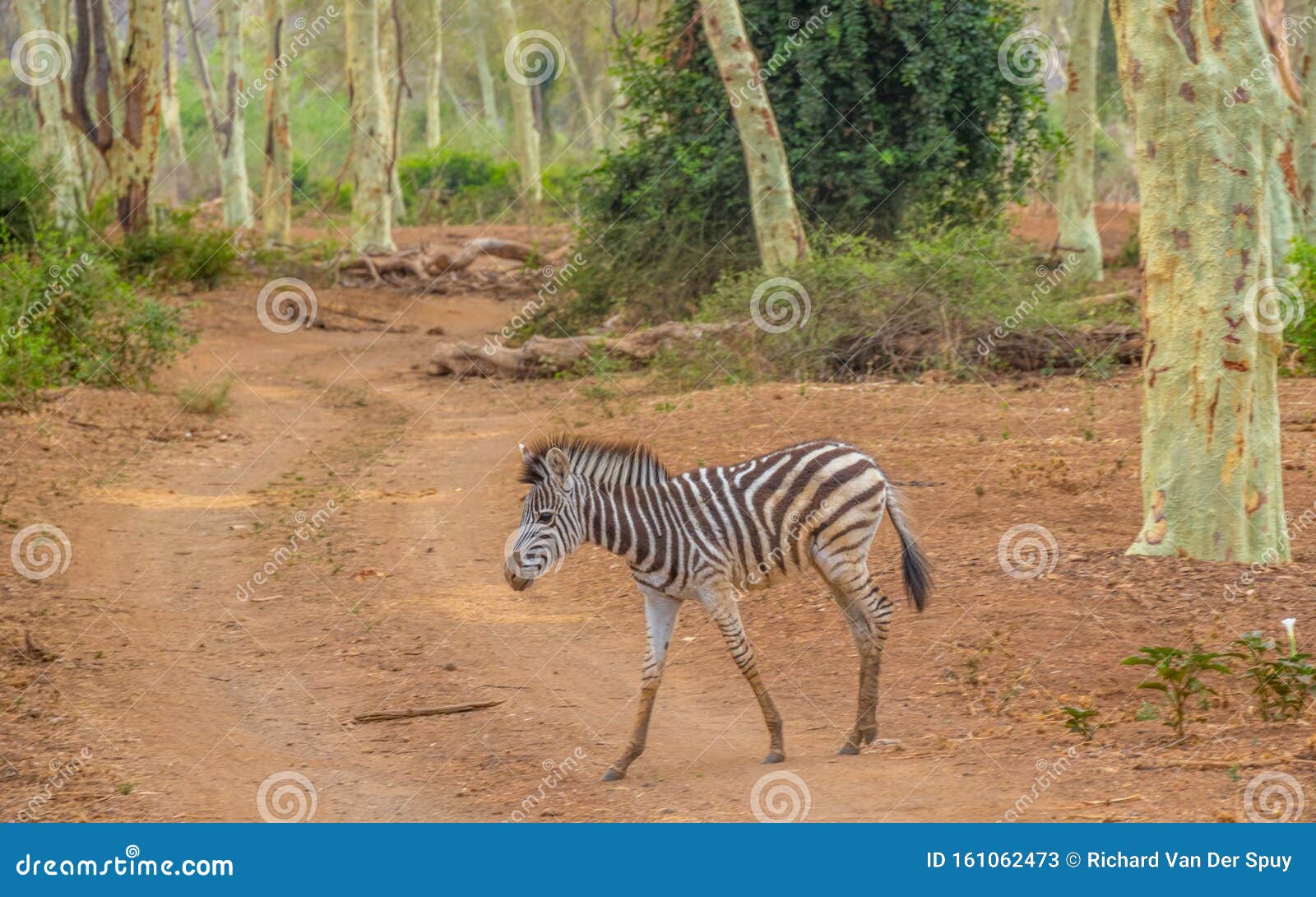 Zebra Foal in the Fever Tree Forest in the Kruger National Park in ... Zebra Foal in the Fever Tree Forest in the Kruger National Park in ...