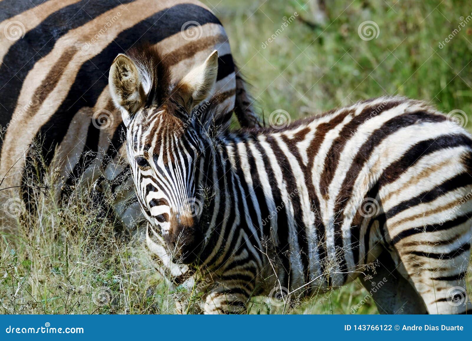 Small Zebra Standing On The Grass Royalty-Free Stock Photography ...