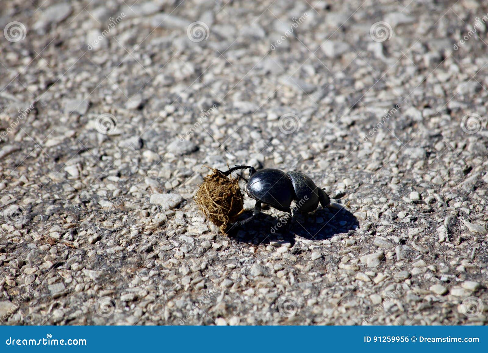 Smaller Rolling Dung Beetle Stock Photo - Image of running, large: 91259956