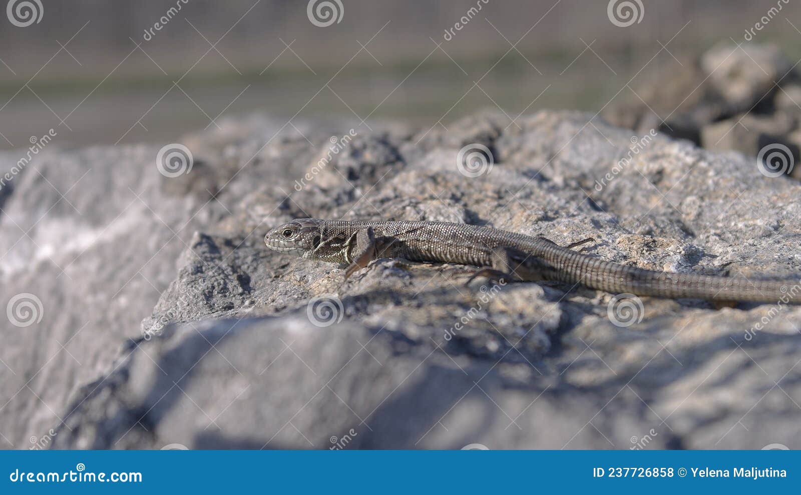 Gray fellow nimble lizards stock photo. Image of fellow - 237726858