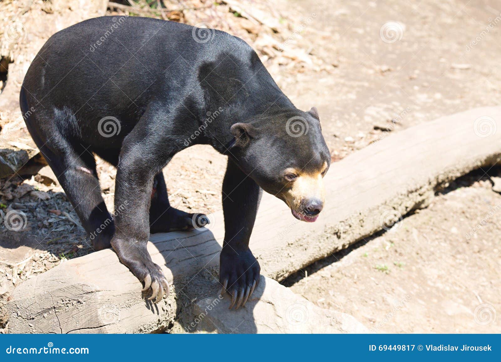 Smallest Bear, Malayan Sun Bear, Helarctos Malayanus on Branch Stock ...