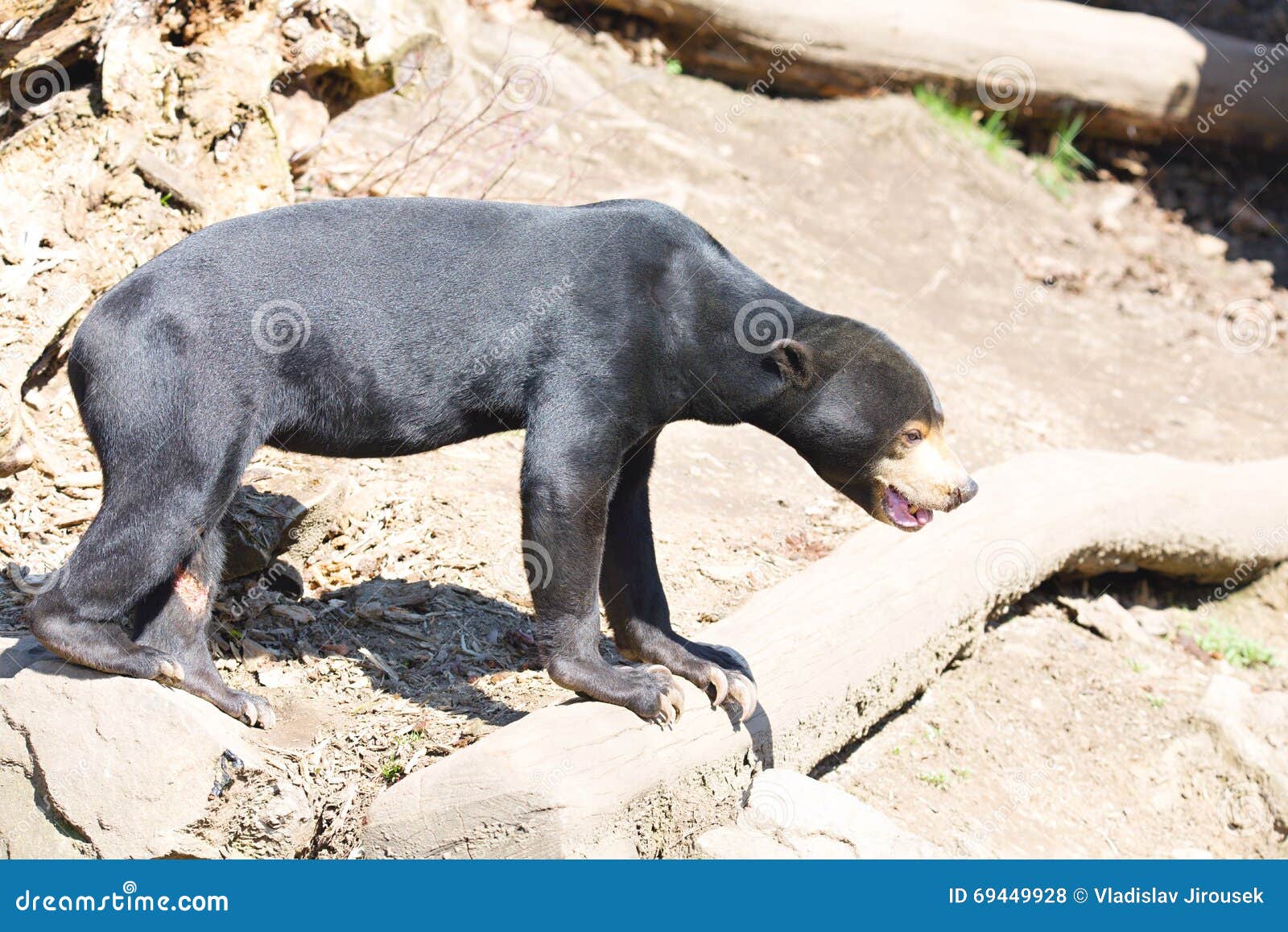 Smallest Bear, Malayan Sun Bear, Helarctos Malayanus on Branch Stock ...