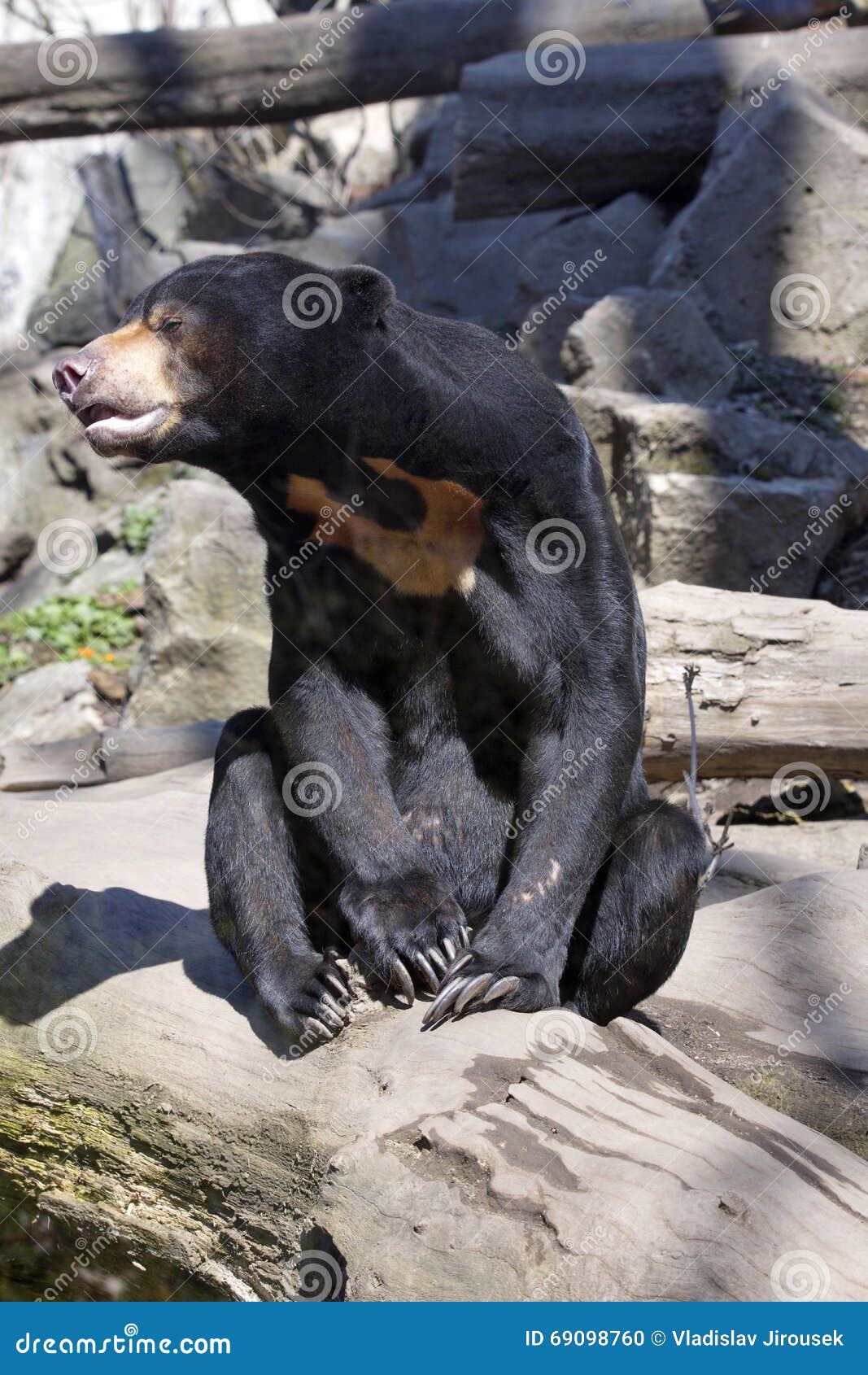 Smallest Bear, Malayan Sun Bear, Helarctos Malayanus On Branch Royalty ...
