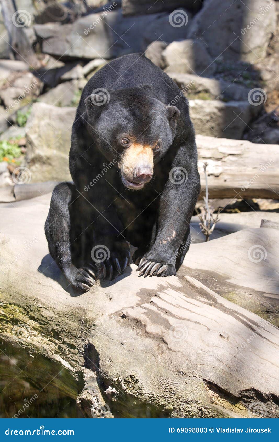 Smallest Bear, Malayan Sun Bear, Helarctos Malayanus on Branch Stock ...