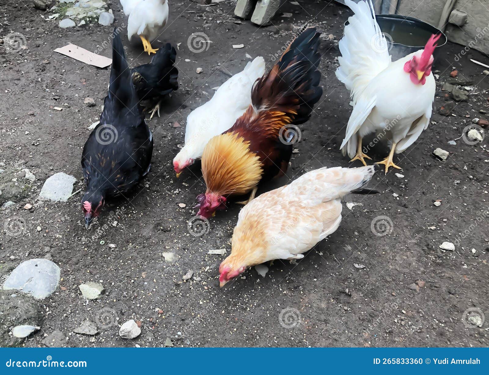 The Smallest Chickens in the World Stock Photo - Image of smallest ...