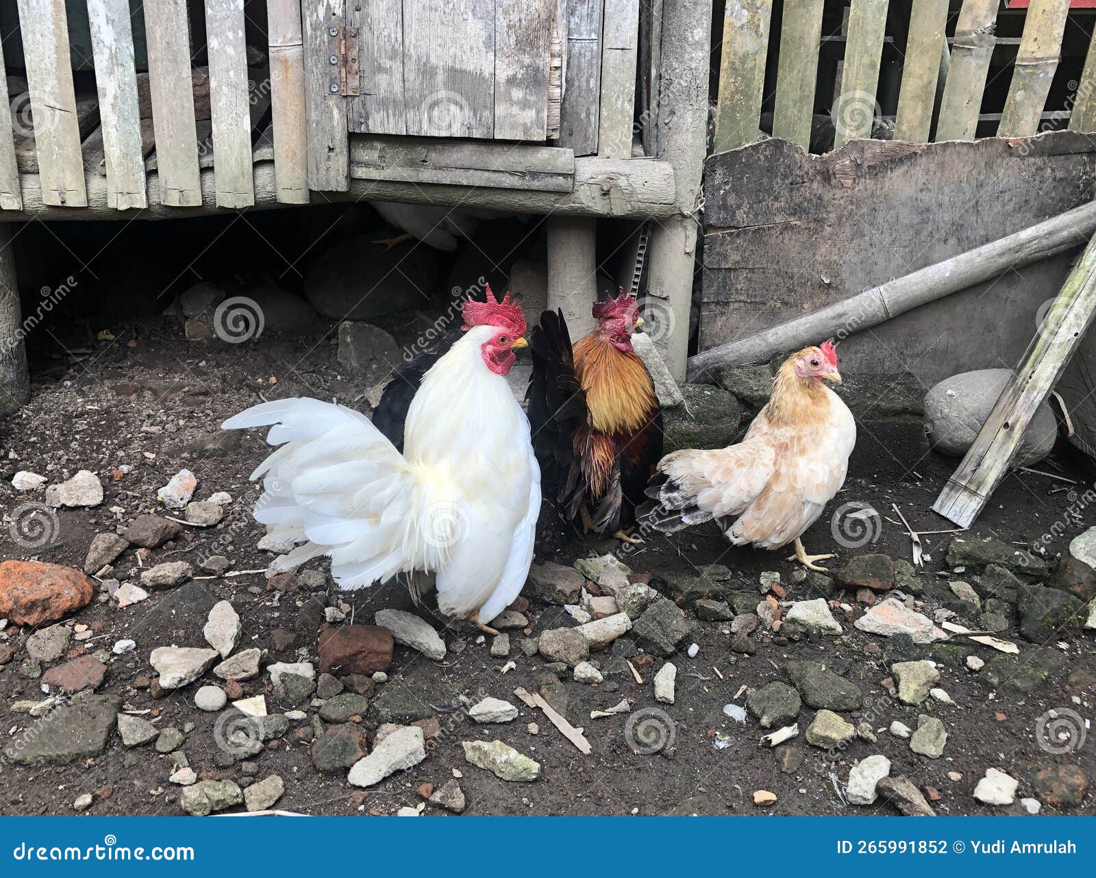 The Smallest Crossbreed Chicken Stock Photo - Image of cross, wing ...