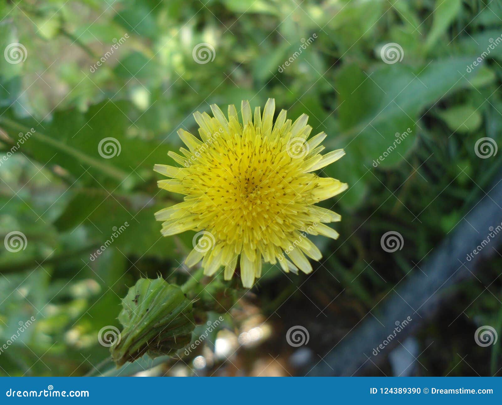 Smallest flower stock photo. Image of shining, yellow - 124389390