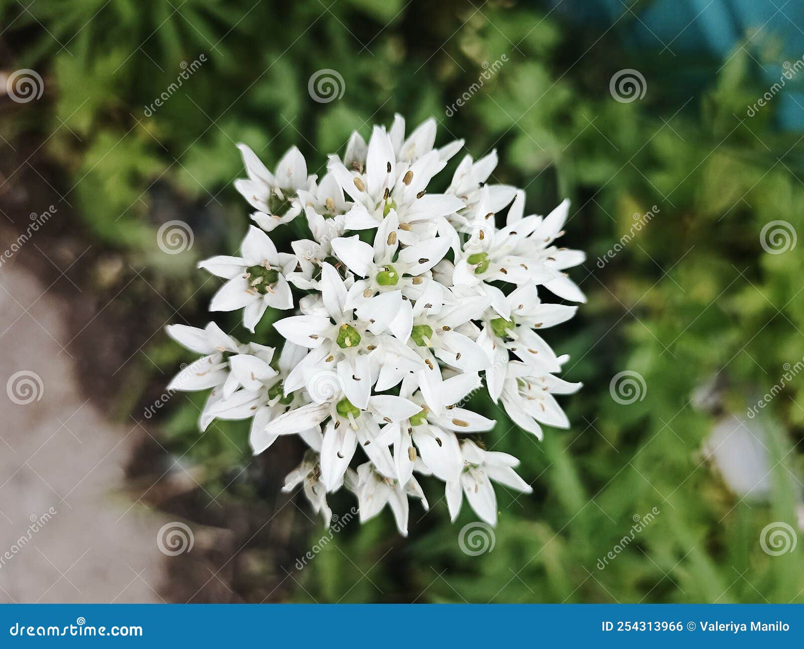 The Smallest Flowers that You Have Ever Seen Stock Photo - Image of ...