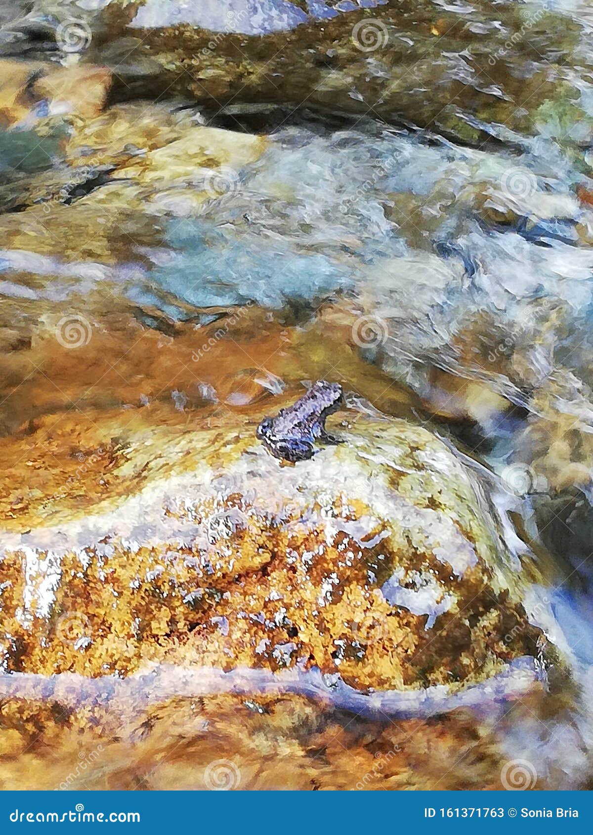 The Smallest Frog on a Rock Stock Image - Image of water, smallest ...