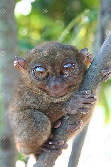 The Smallest Primate stock photo. Image of exotic, hands - 8069170