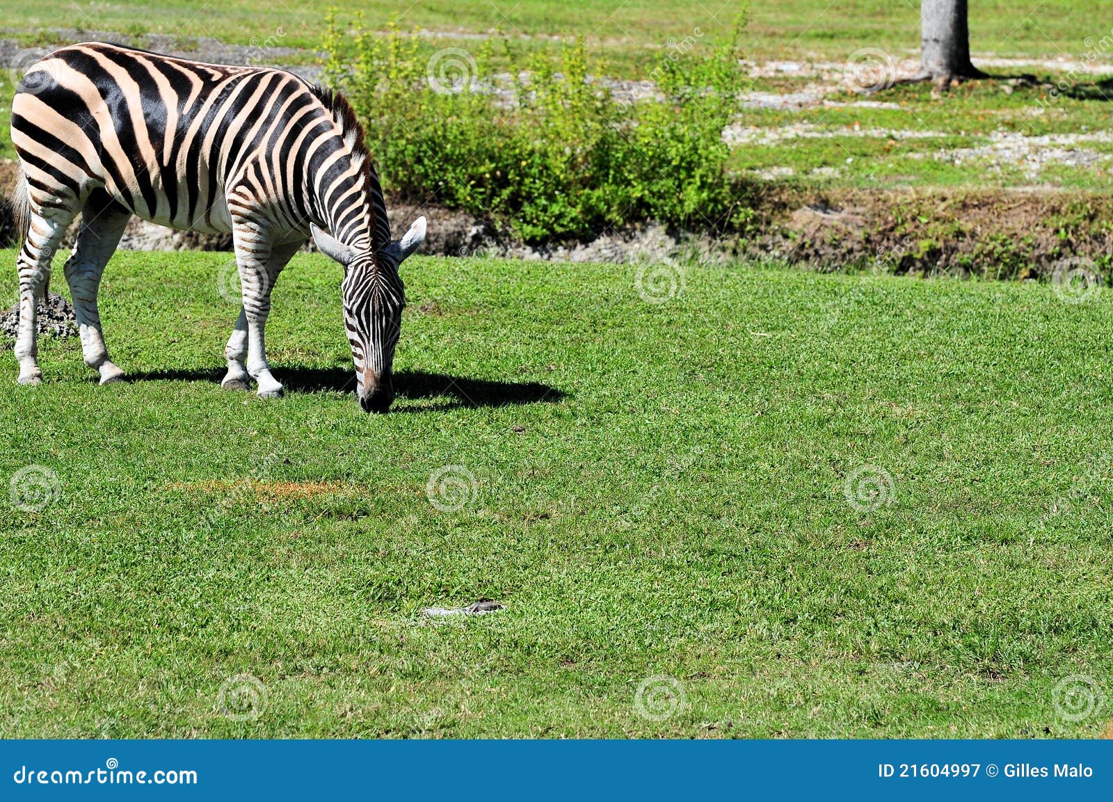 Smallest Zebra stock image. Image of animal, stands, smallest - 21604997