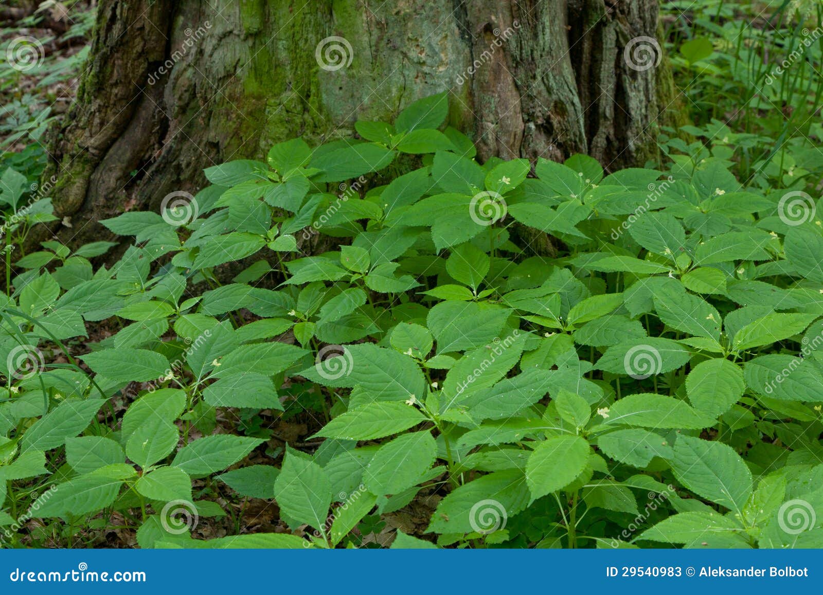 Smallflower Touch-me-not Plant Stock Image - Image of wilderness ...