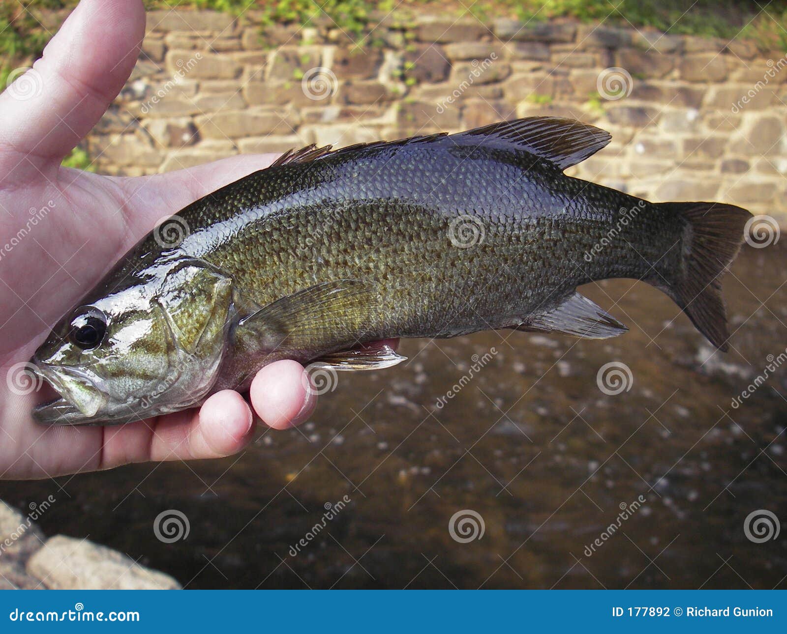 Smallmouth Bass Fish Stock Photo | CartoonDealer.com #32195286