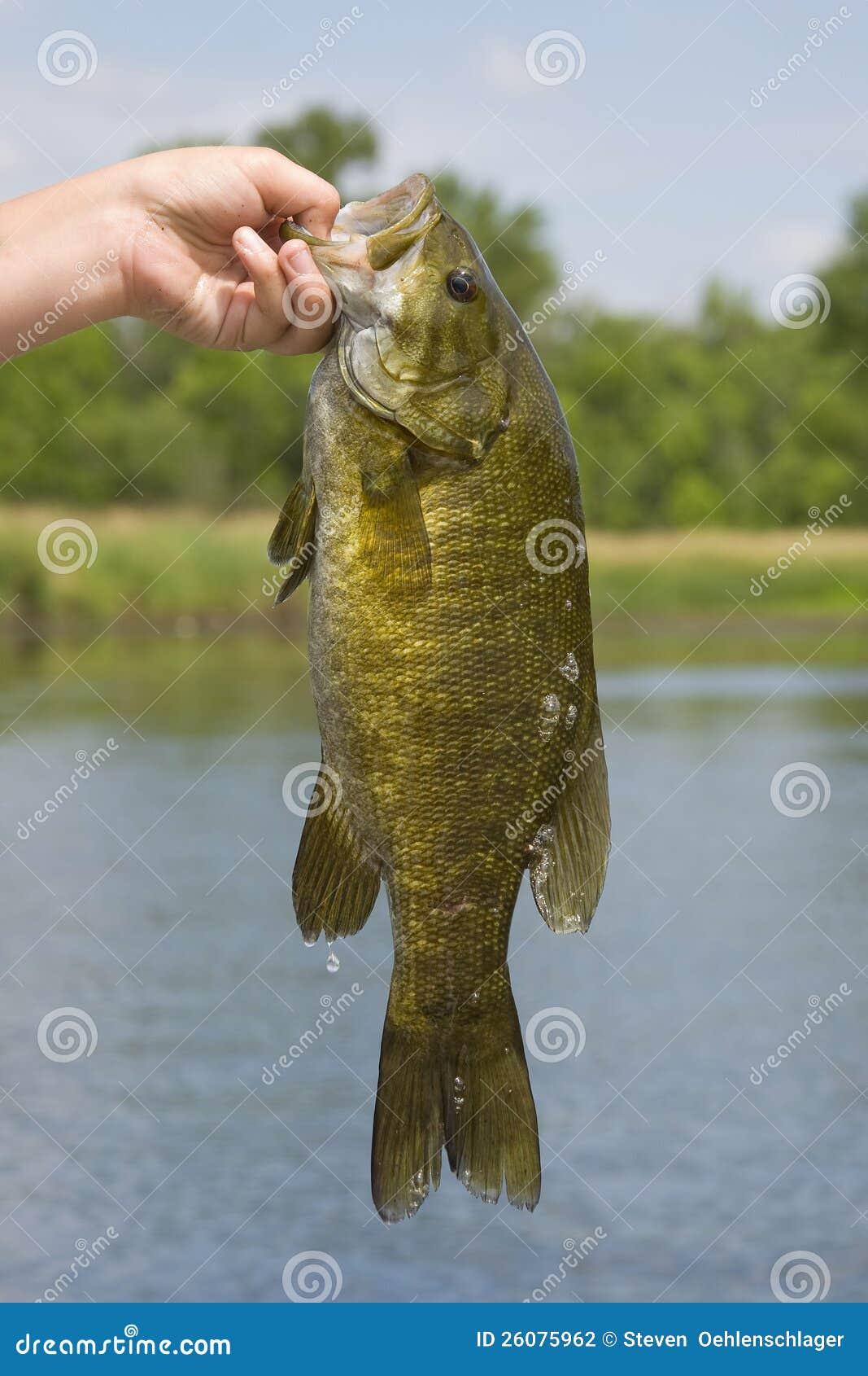Smallmouth Bass stock photo. Image of bass, gamefish - 26075962