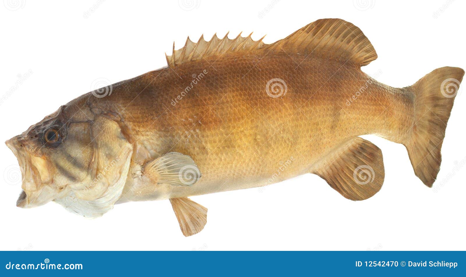 Smallmouth Bass Side View stock photo. Image of angling - 12542470