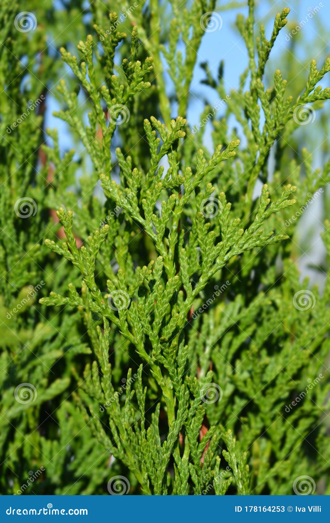 Smaragd Arborvitae stock image. Image of white, close - 178164253