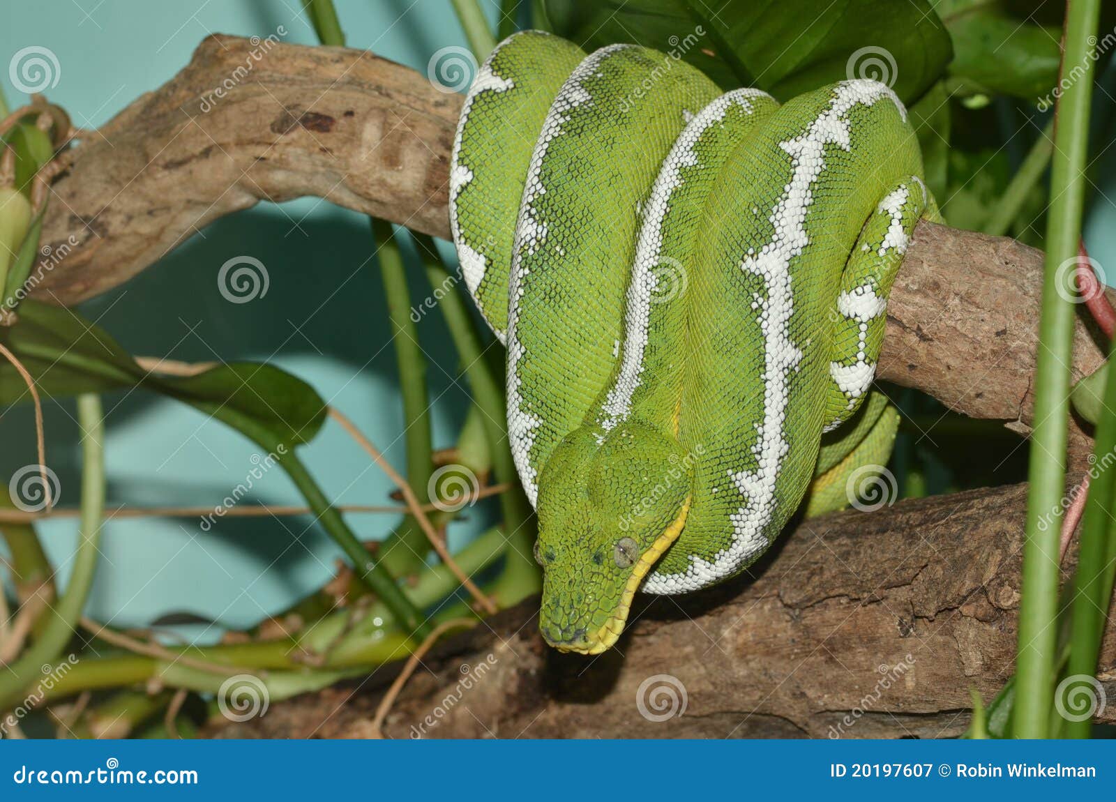 Smaragdgroene boom boa3 stock afbeelding. Image of smaragd - 20197607