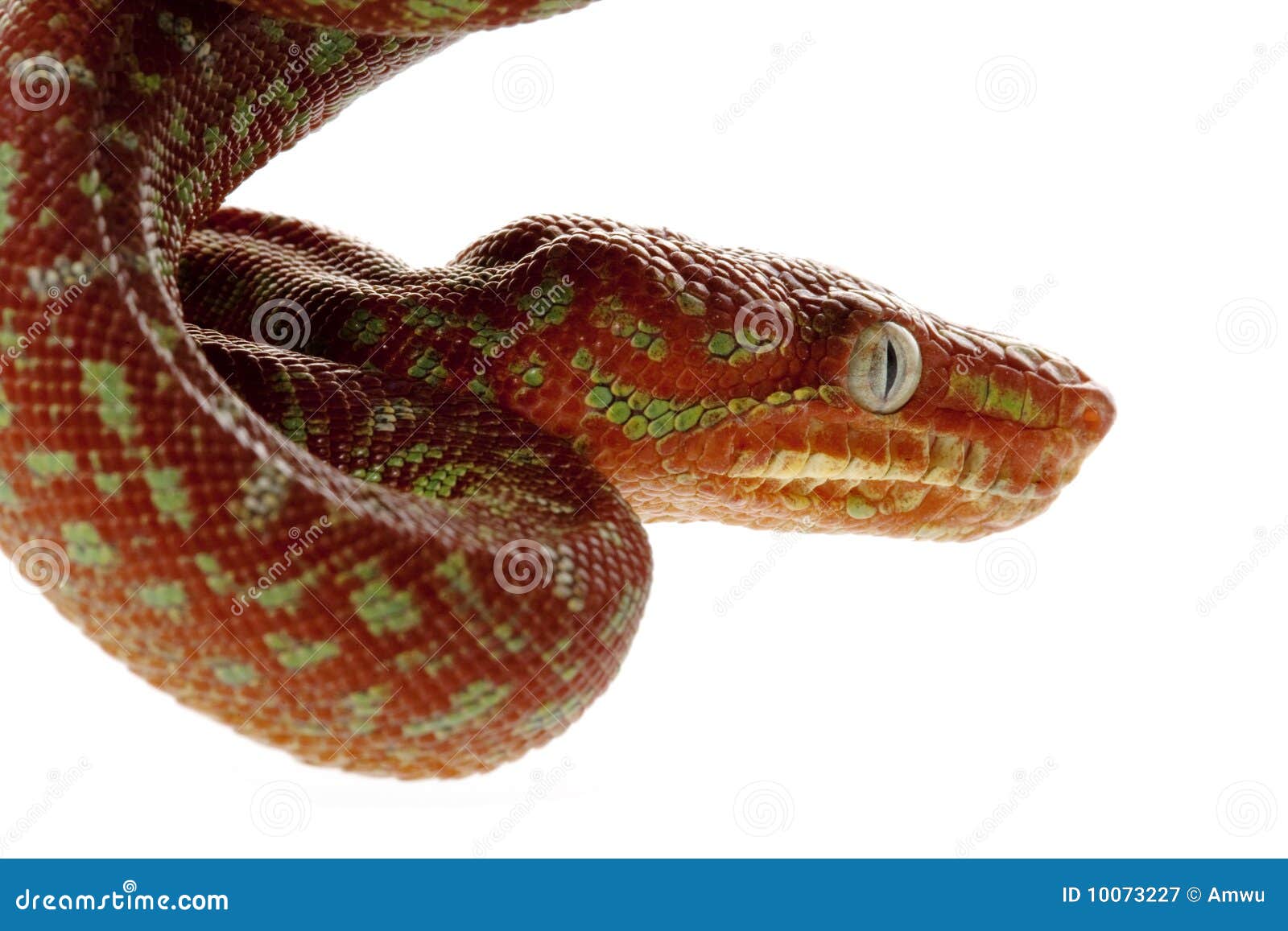 Smaragdgroene boomboa stock afbeelding. Image of bedreigd - 10073227