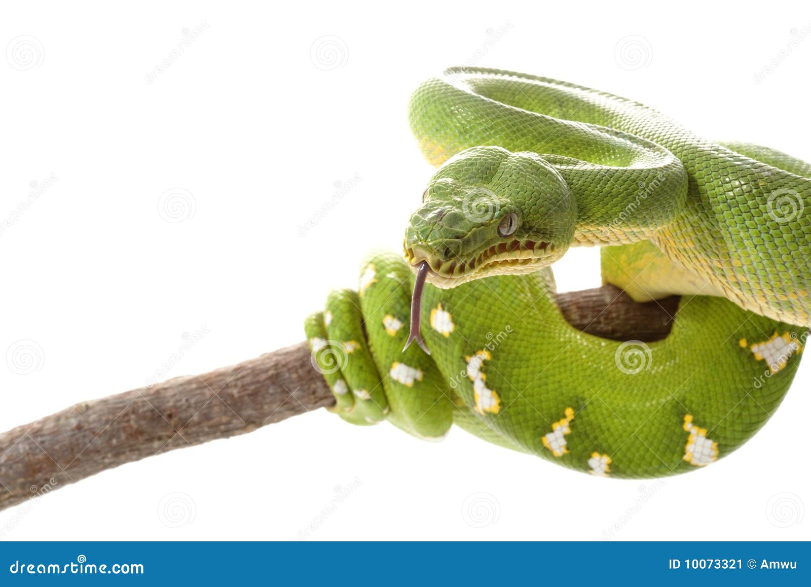 Smaragdgroene boomboa stock afbeelding. Image of smaragd - 10073321