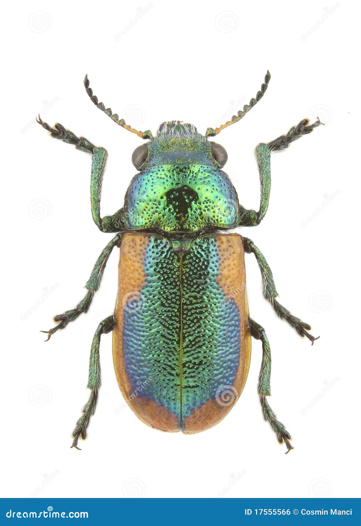 36 Limbata Photos - Free & Royalty-Free Stock Photos from Dreamstime