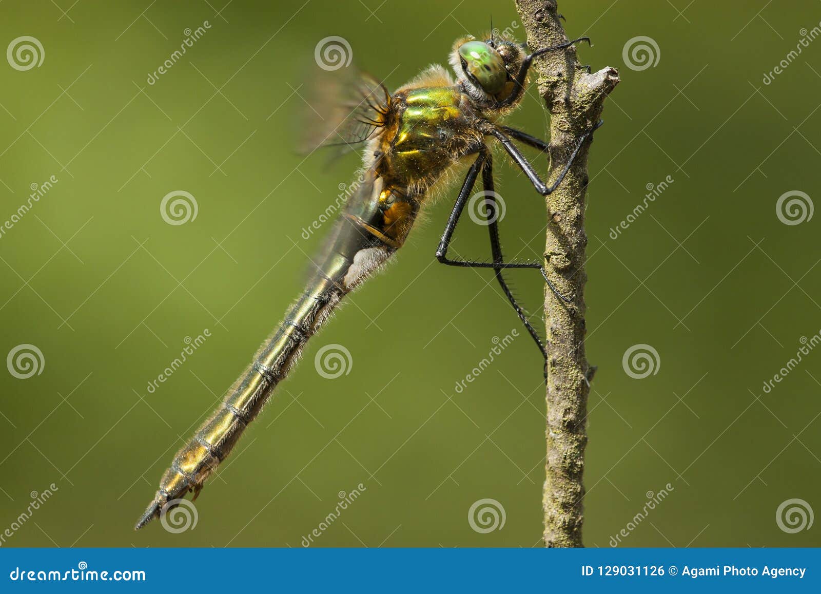 Smaragdlibel, Downy Emerald, Cordulia Aenea Stock Photo - Image of ...