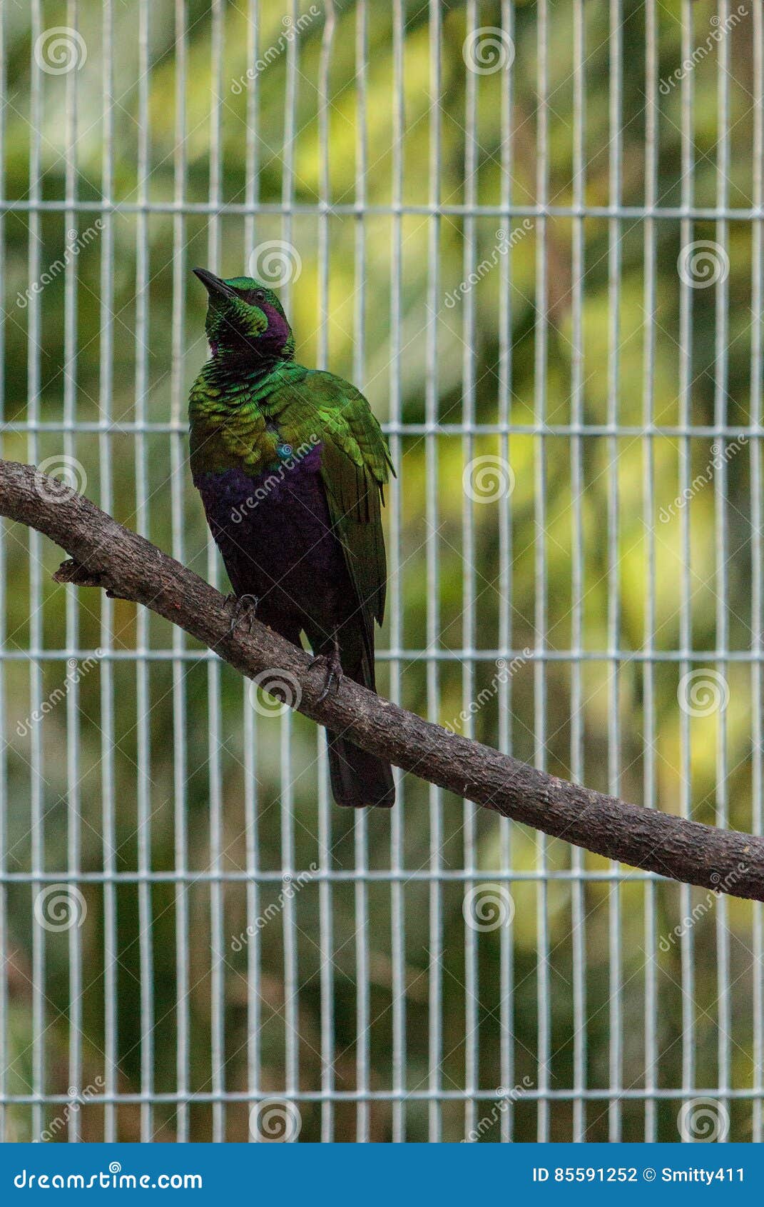 Smaragdstarvogel Lamprotornis-Iris Stockfoto - Bild von feder, stange ...