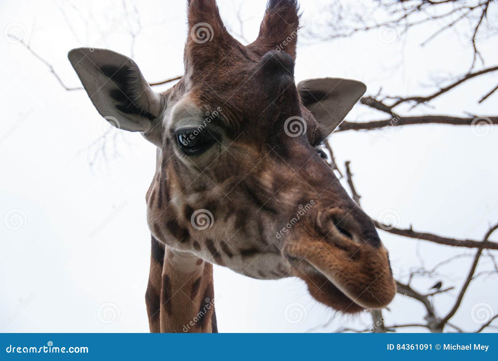 Smart Animal Giraffe Looking at Me Stock Image - Image of giraffe ...