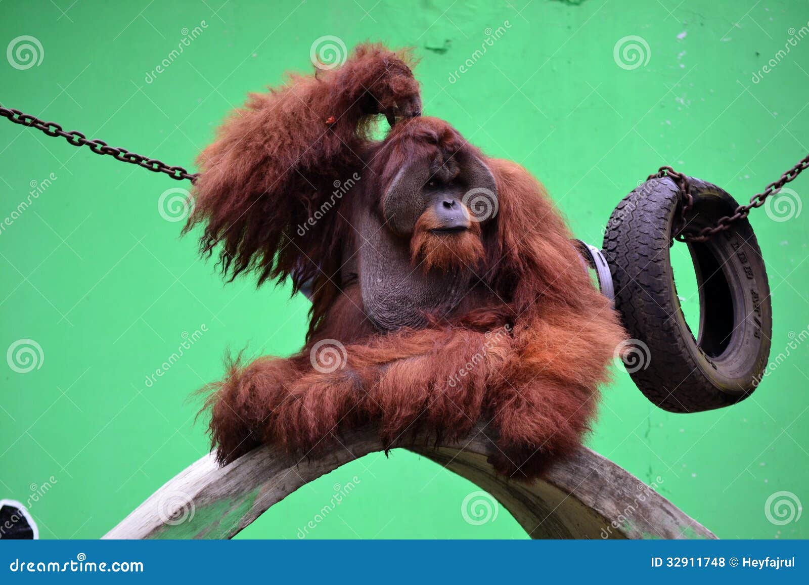 Smart Ape Thinking Stock Photography | CartoonDealer.com #32911748