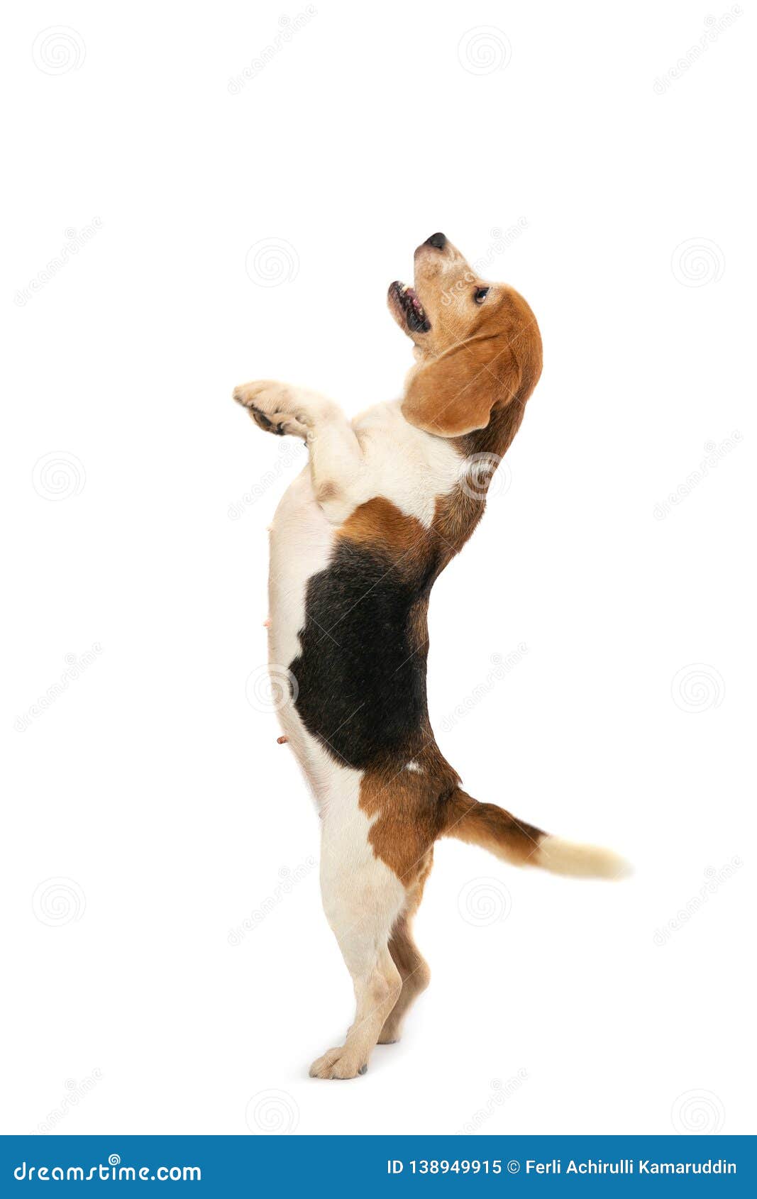 Smart Beagle Standing with Two Legs Stock Image - Image of breeding ...