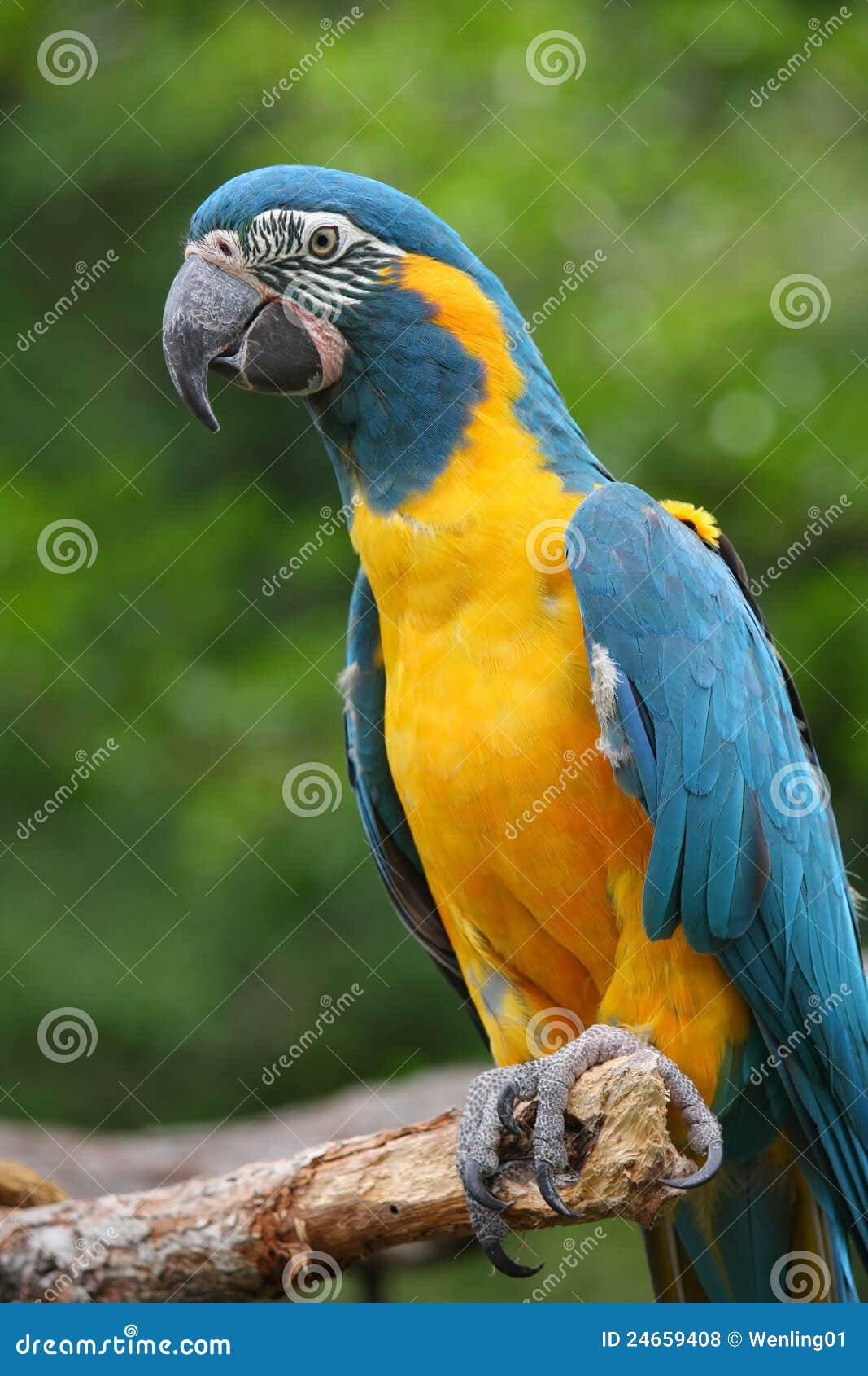 Smart bird parrot stock photo. Image of pretty, birds - 24659408
