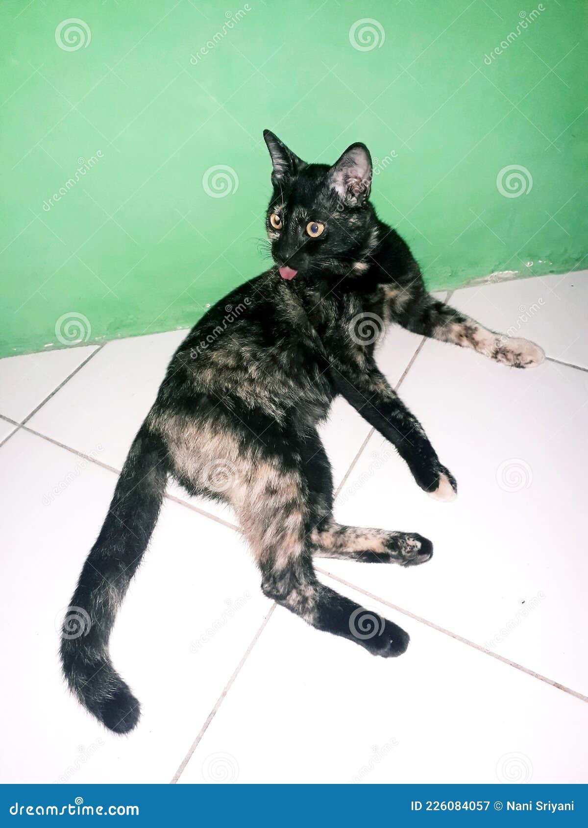 Smart black cat stock image. Image of mammal, whiskers - 226084057