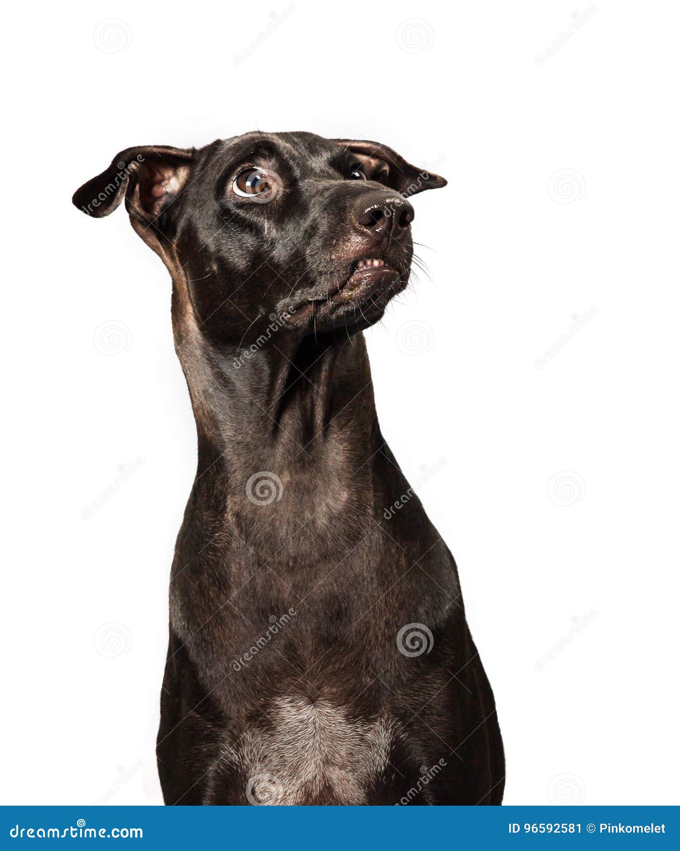 The Smart Black Dog Looking Up Above on White Background Stock Image ...