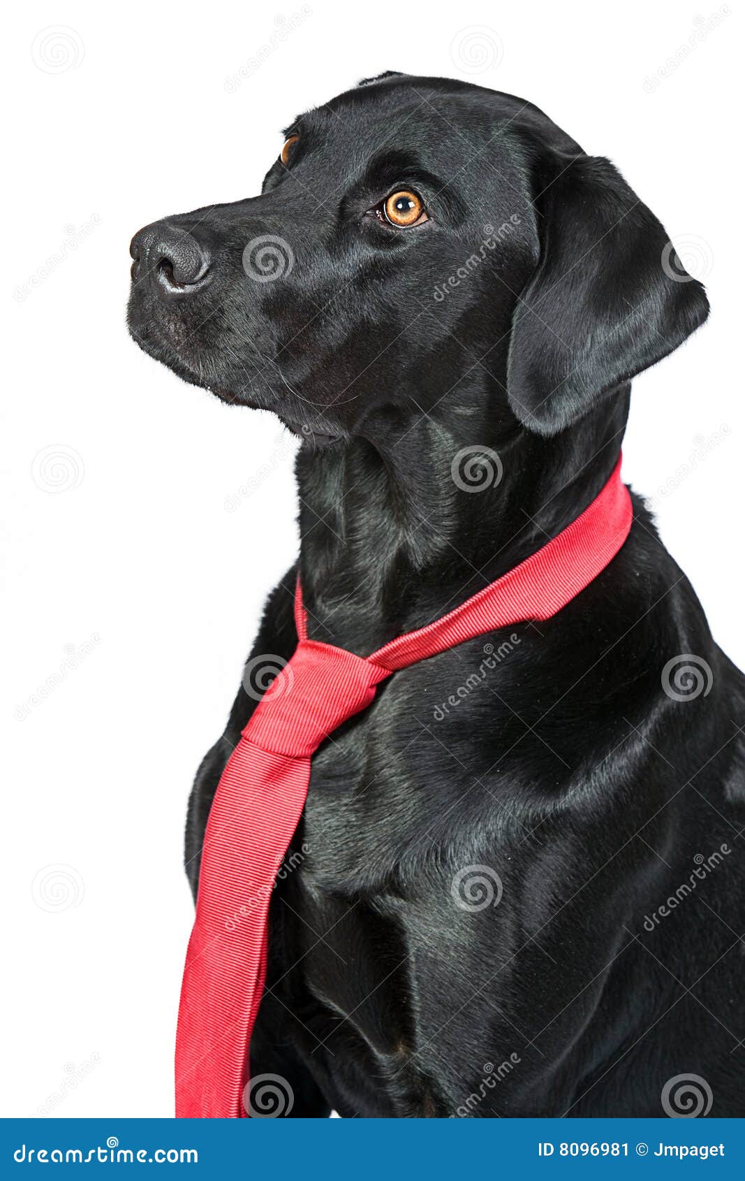 Smart Black Labrador in Red Tie Stock Image - Image of isolated, gundog ...