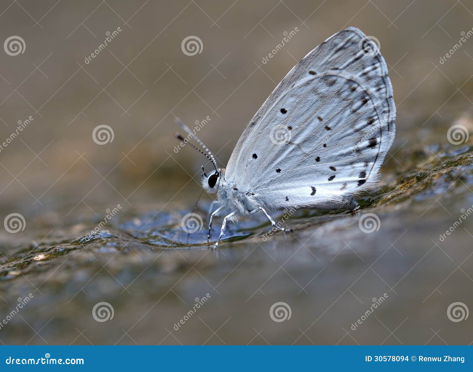 A smart butterfly stock photo. Image of butterfly, wings - 30578094