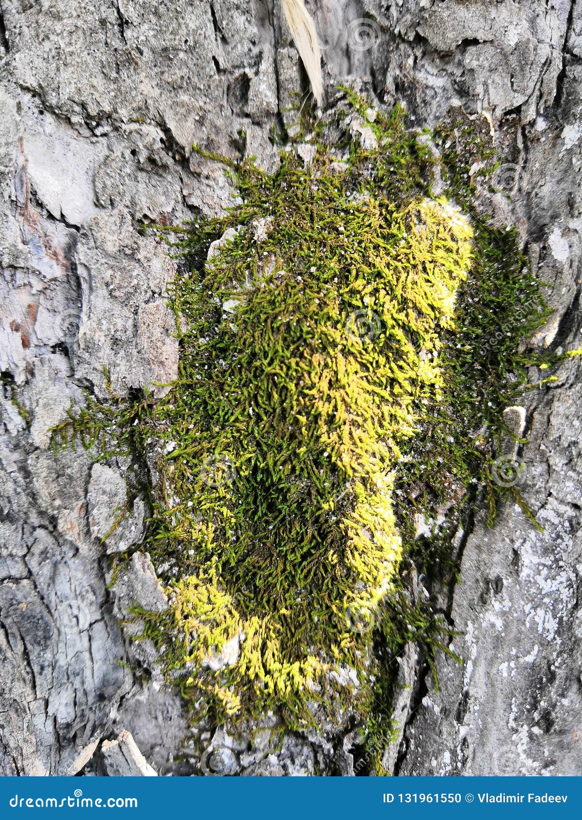 Green moss and tree stock photo. Image of smart, capture - 131961550