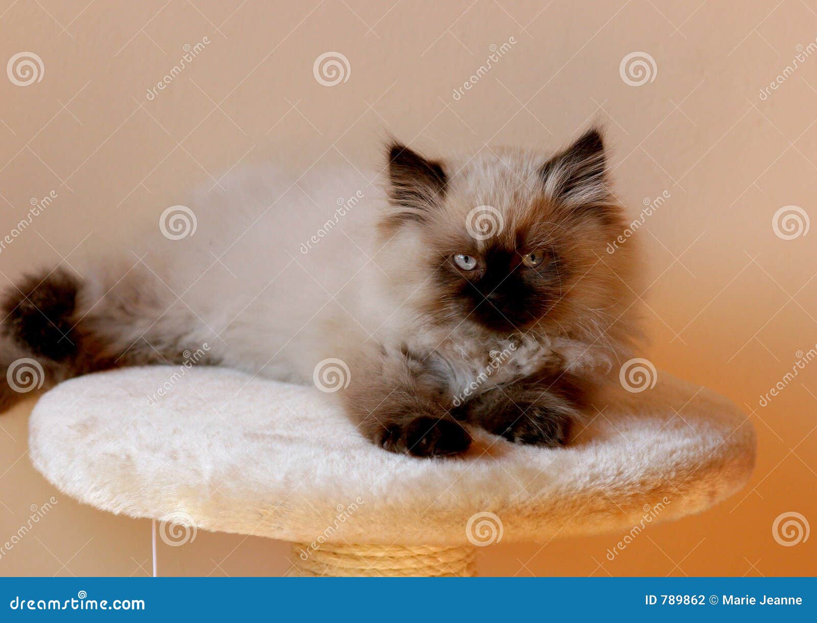 Smart Cat stock photo. Image of macro, small, detail, face - 789862