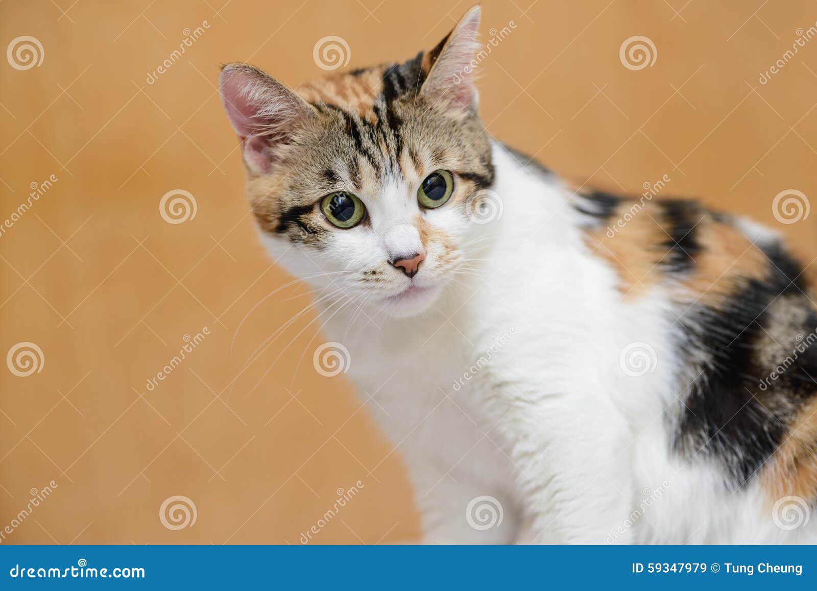 Smart cat stock image. Image of strokes, fingers, adorable - 59347979