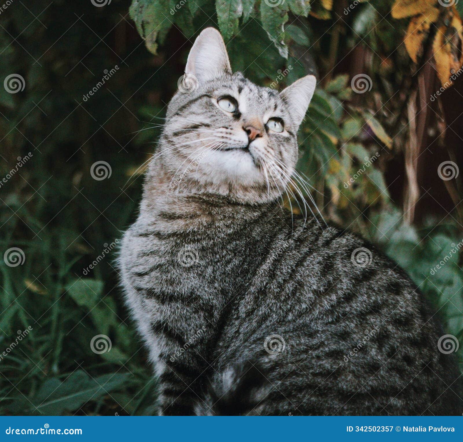 A Smart Cat Looks at Me and Him with Smart Eyes Stock Image - Image of ...