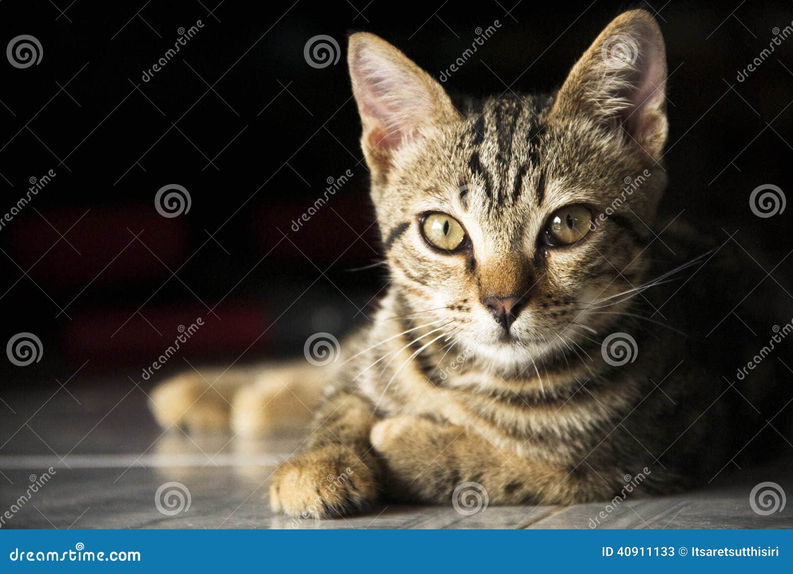 374 Doubt Cat Stock Photos - Free & Royalty-Free Stock Photos from ...