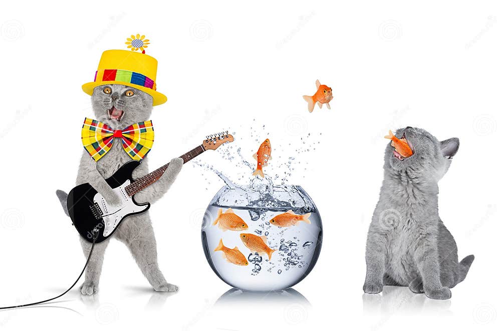 Smart cat team concept stock image. Image of guitar, building - 49830997