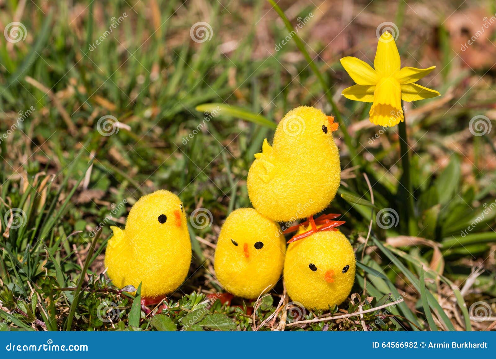 Smart chicken stock photo. Image of animal, fake, brave - 64566982