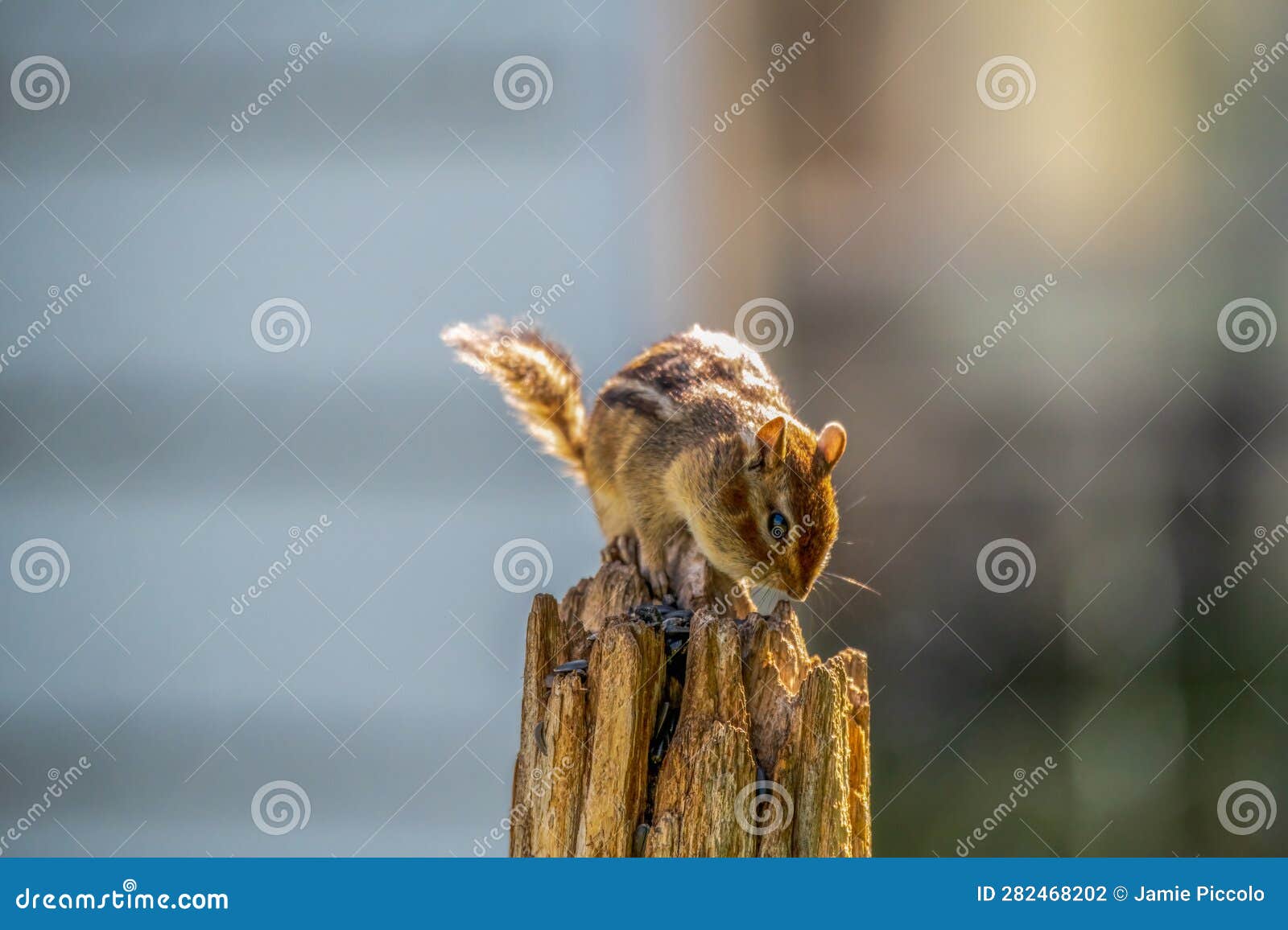Smart Chipmunk Getting Seeds on a Post Stock Photo - Image of smart ...