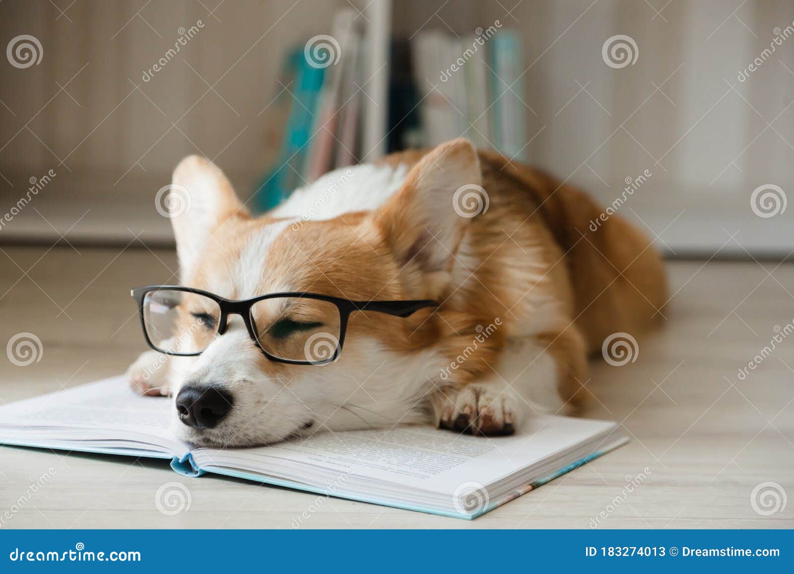 Smart Corgi Dog Laying on Book Sleeping in Glasses Stock Image - Image ...