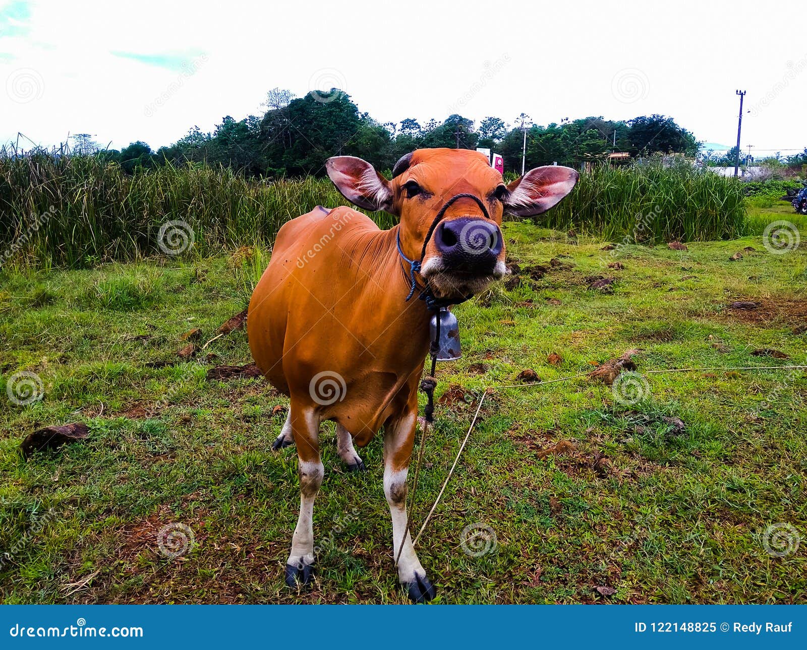 Smart cow stock image. Image of farm, nature, smart - 122148825